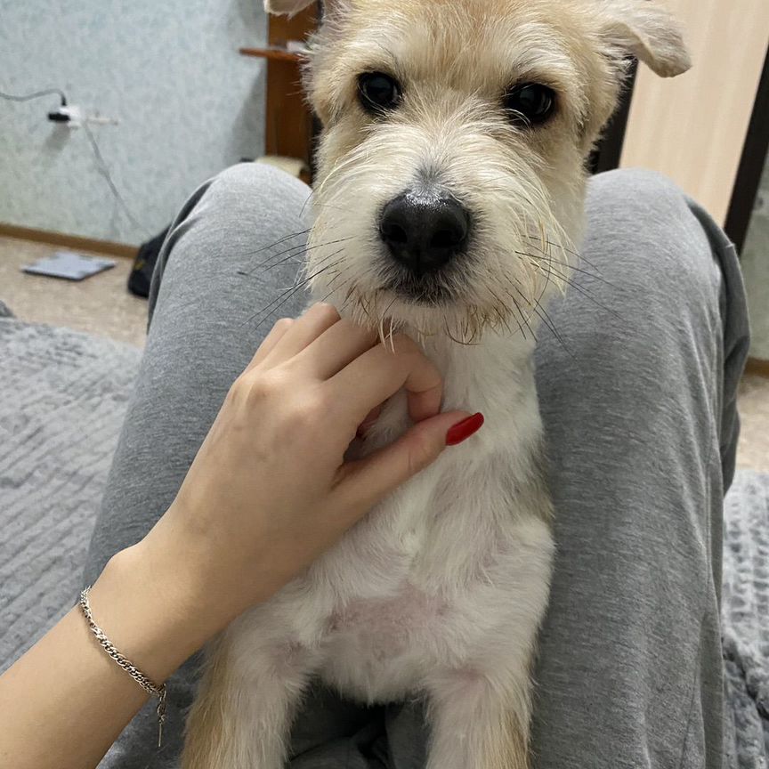 Собачка в добрые руки