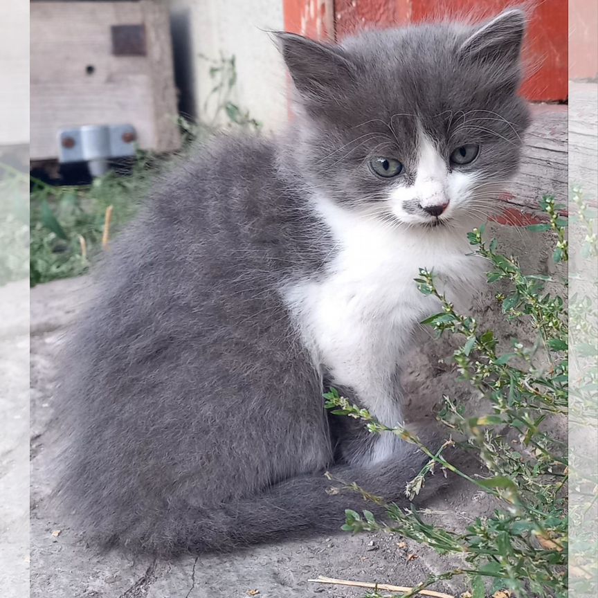 Кошечка из Курской области
