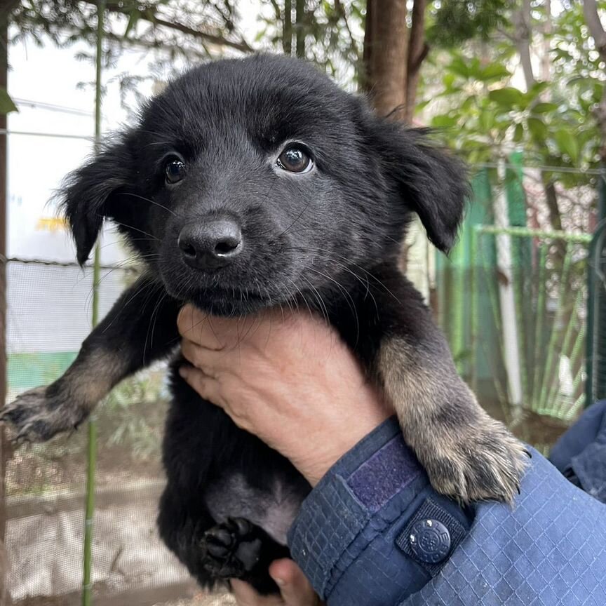 Небольшие собачки в дар
