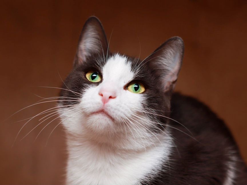 Котопес в добрые руки, черно-белая кошка