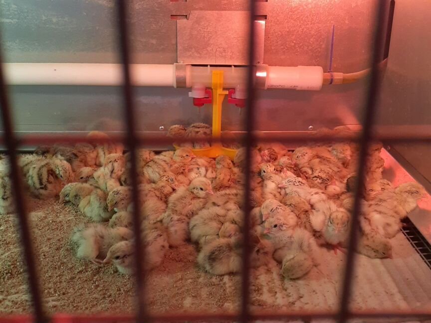 Перепела инкубационное яйцо