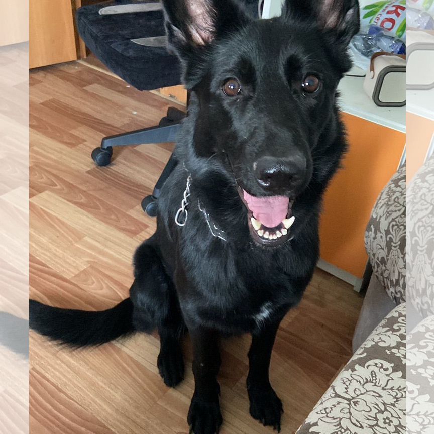 Отдам сабаку в добрые хорошие руки