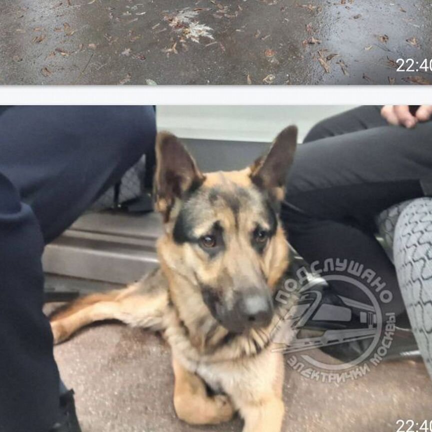 Немецкая овчарка, щенок