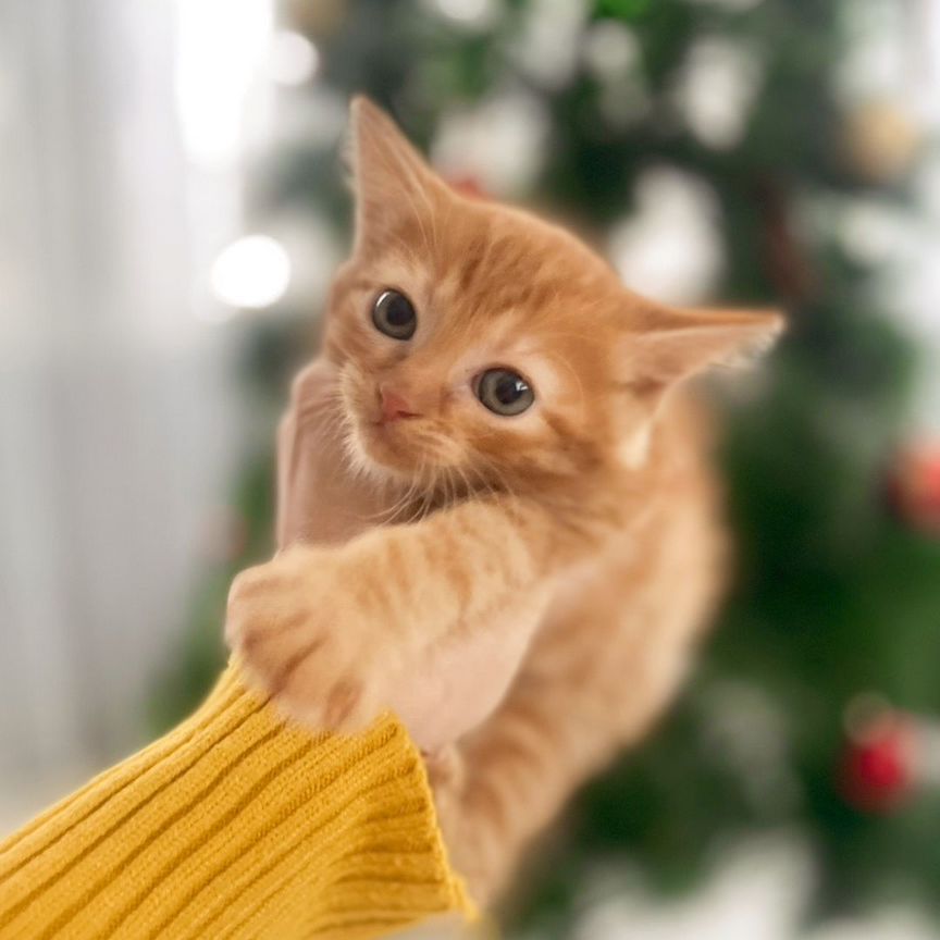 Котята в хорошие руки