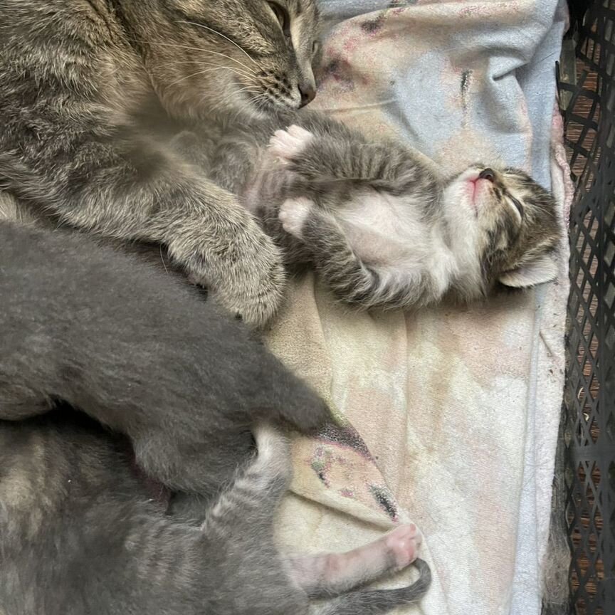 Котята