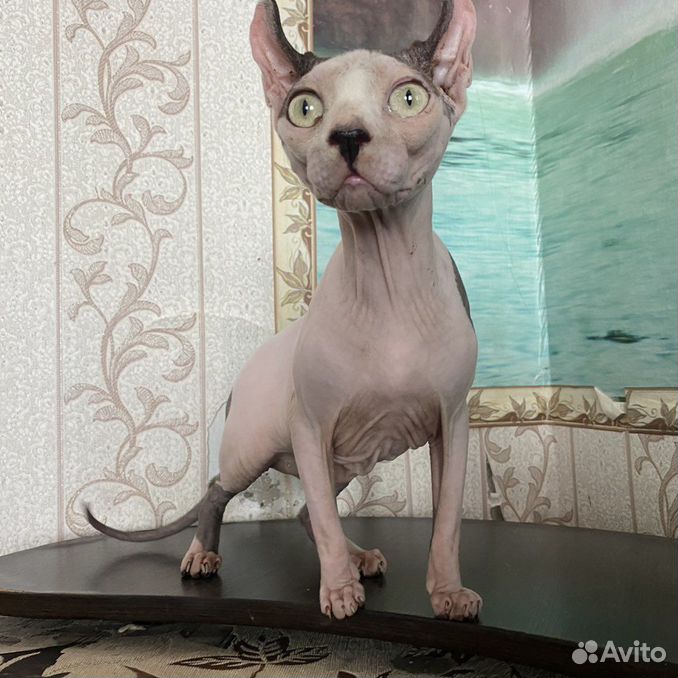 Канадский сфинкс эльф