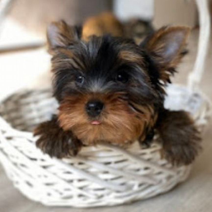 Йоркширский терьер, щенок