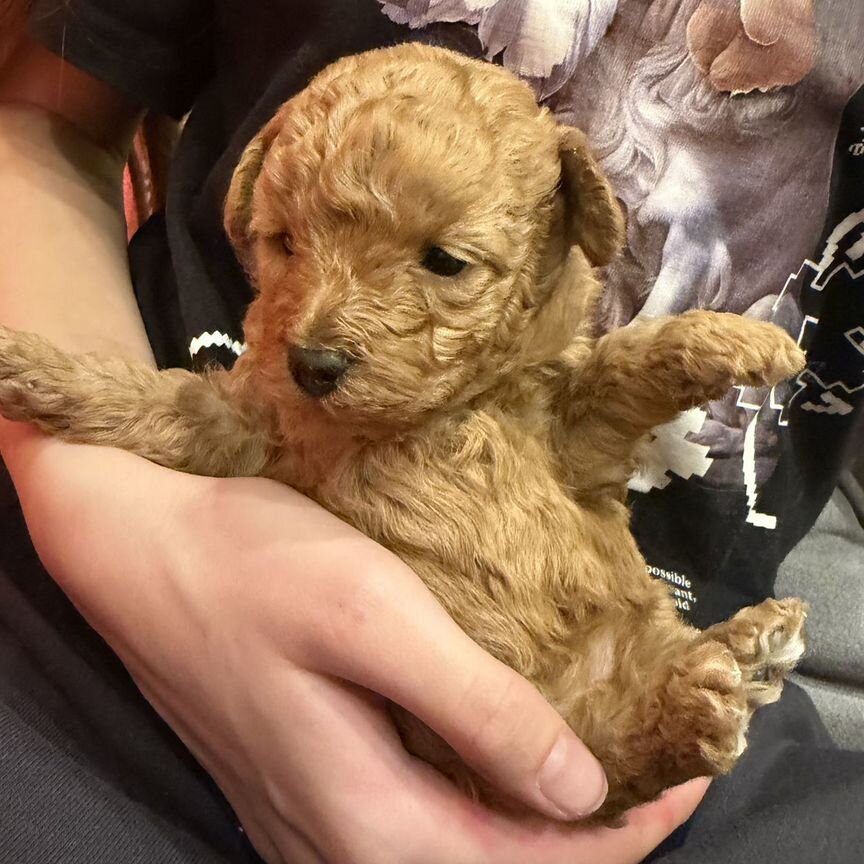 Щенки помапу