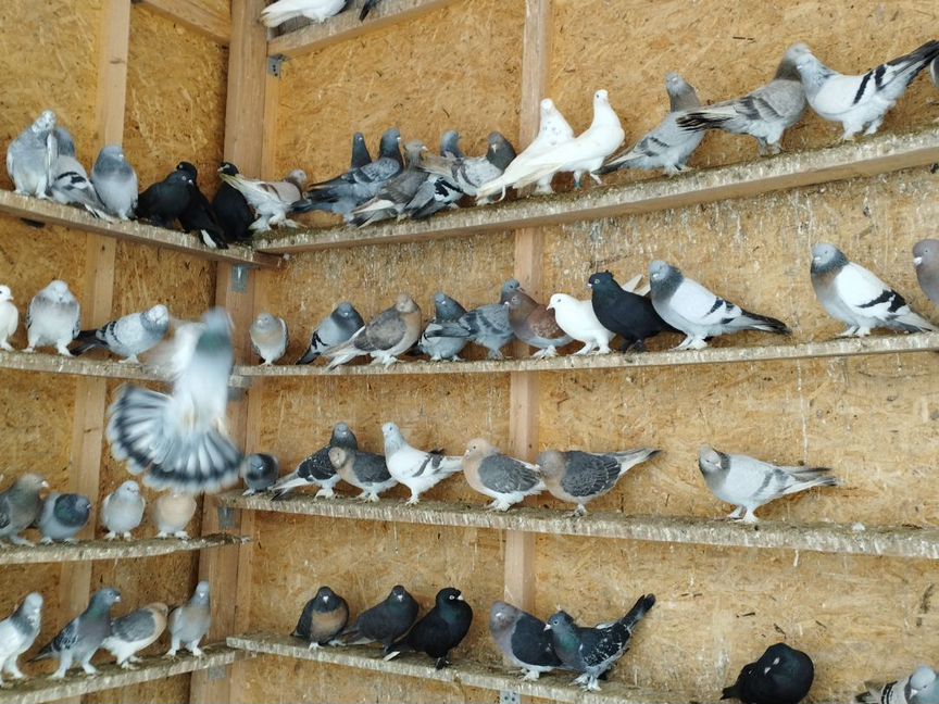 Голуби турецкие такла