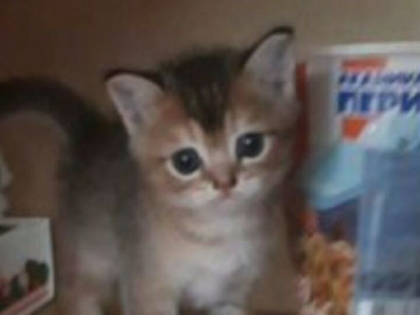 Шотландские котята шиншиллы