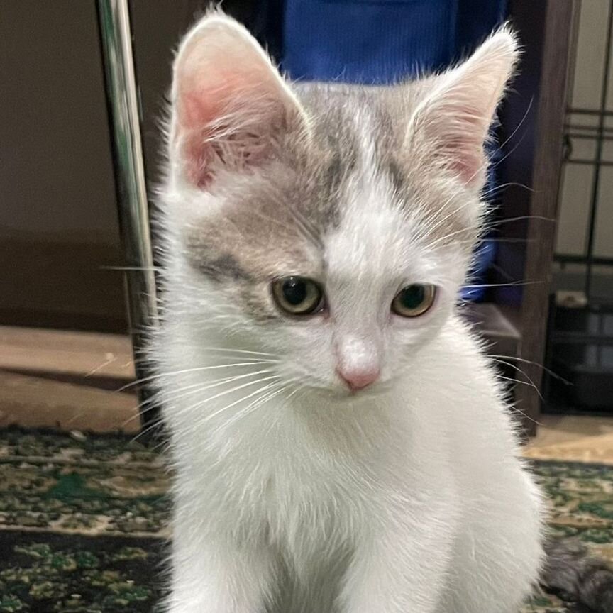 Двухмесячный котенок мальчик в добрые руки