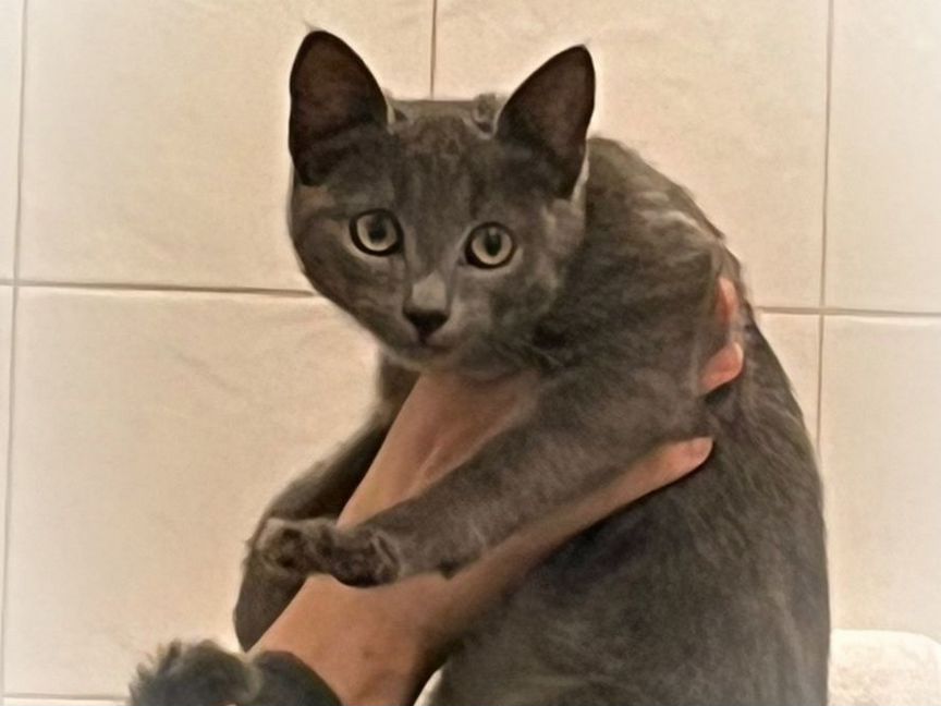 Котёнок в добрые руки