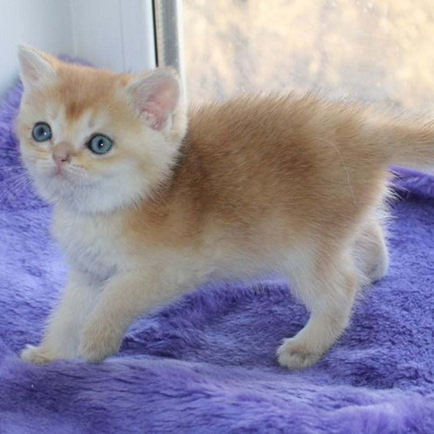 Шотландский прямоухий короткошёрстный котёнок