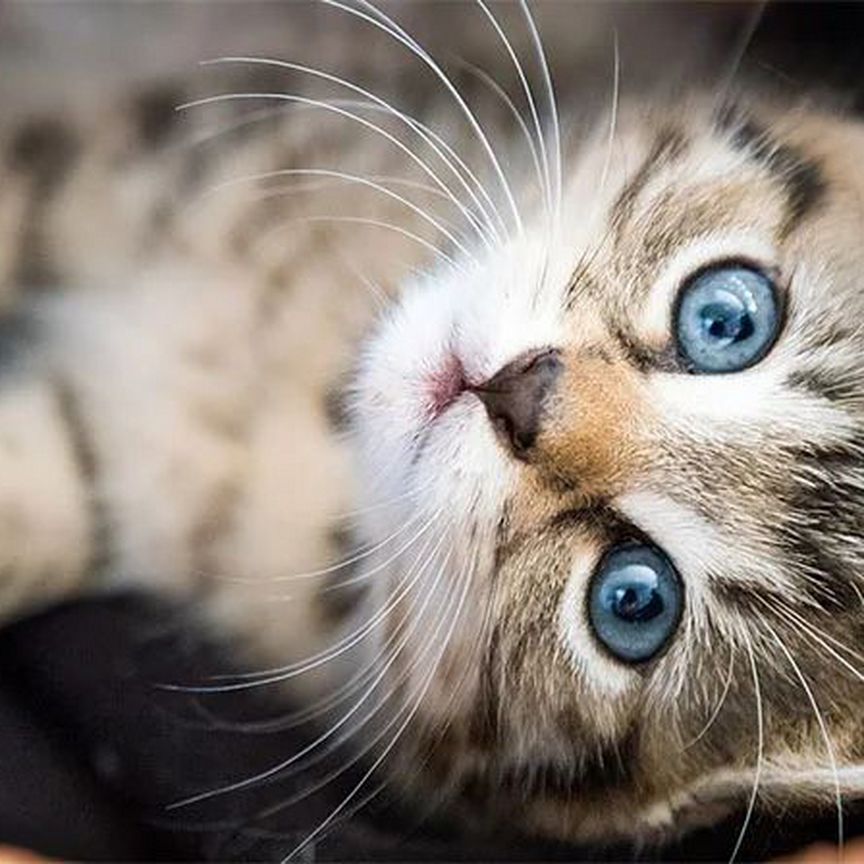 Котята в дар