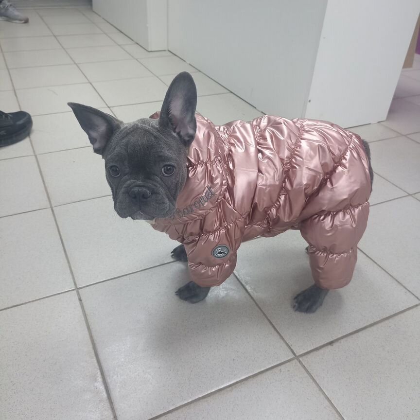 Продам зимний комбинезон для собаки