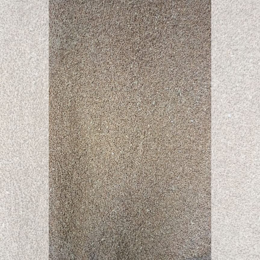 Зерно пшеница