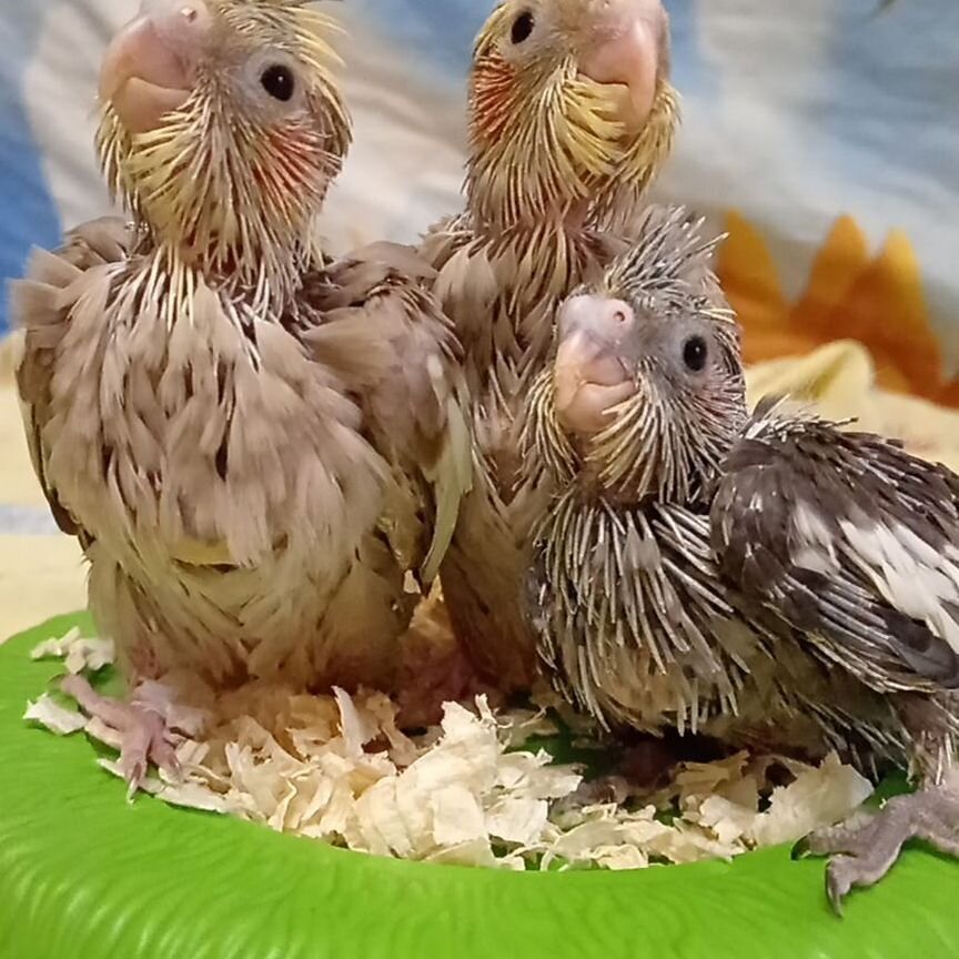 Птенцы корелла ручные