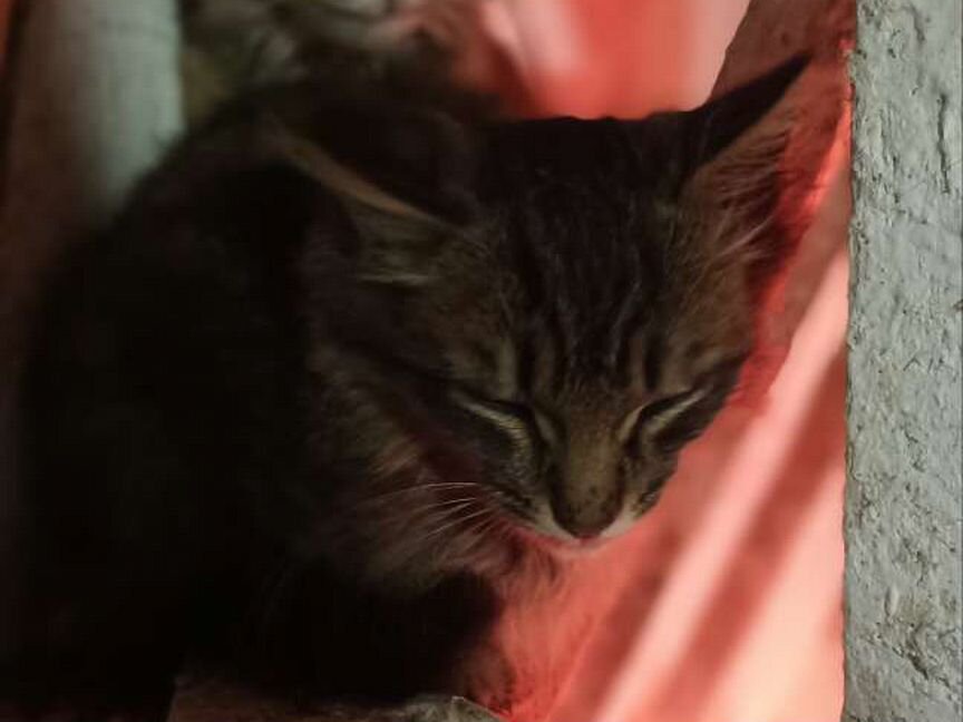 Котята в добрые руки бесплатно