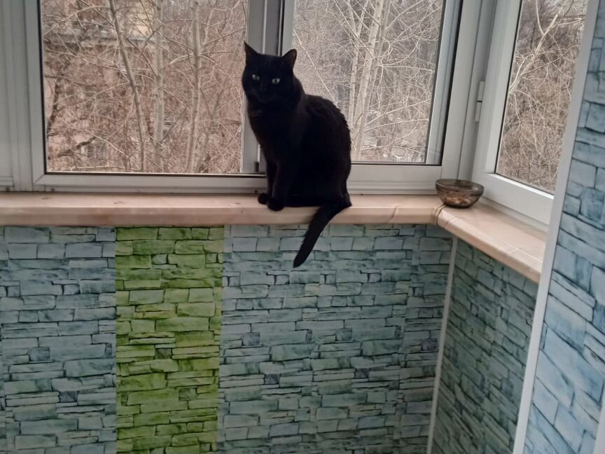 Кот Черныш