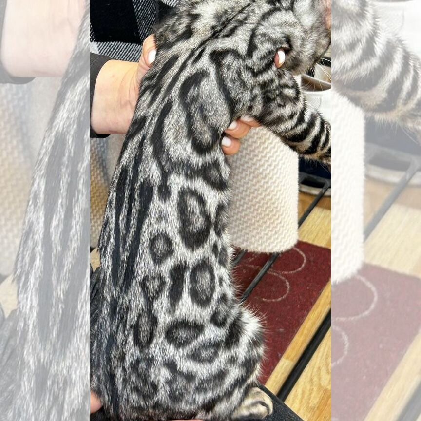 Бенгальская, взрослая кошка