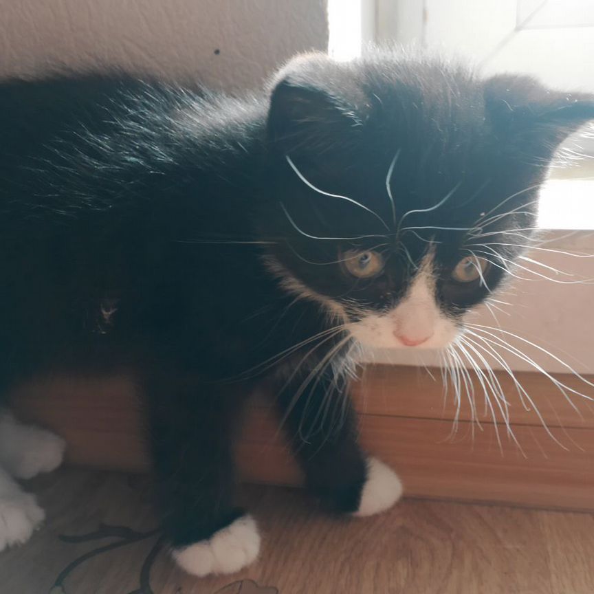 Котёнок в добрые руки