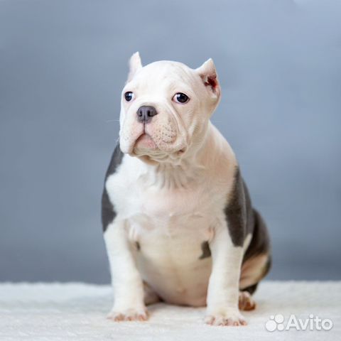 Американский булли