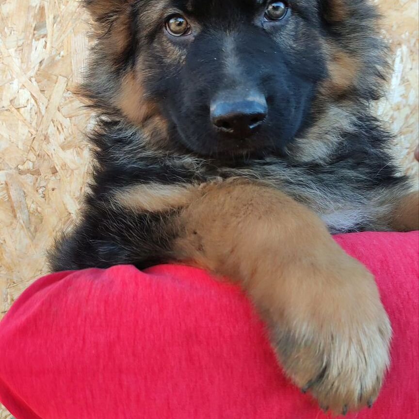 Немецкая овчарка