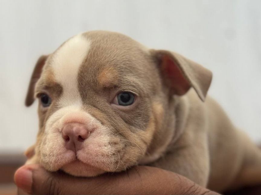 Американский булли мини