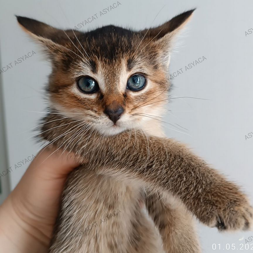 Чаузи котёнок