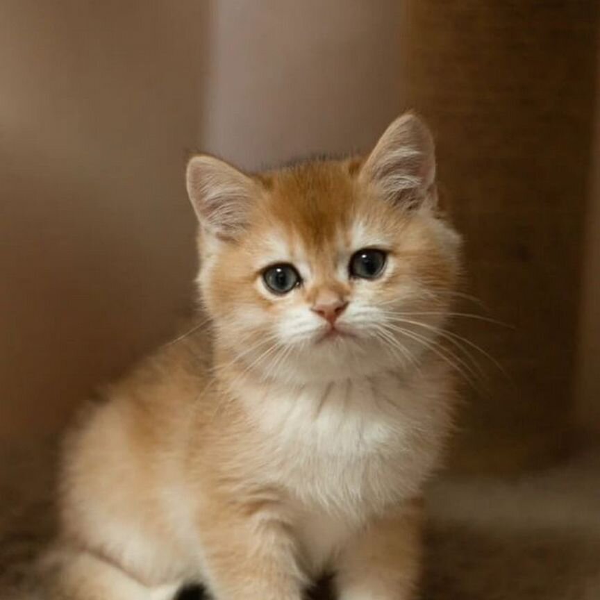 Британский мальчик