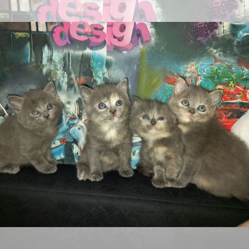 Котятки в добрые руки от кошки британки