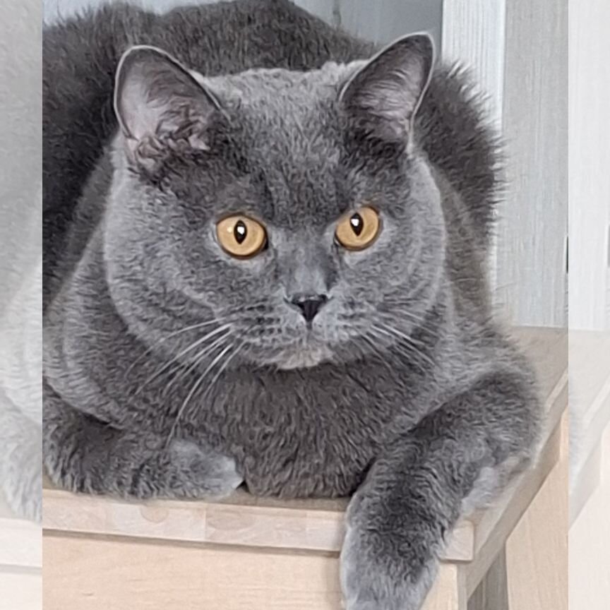 Кот британец