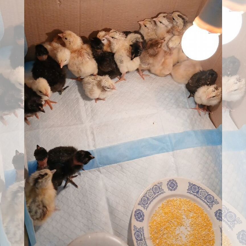 Цыплята несушки и голошейки