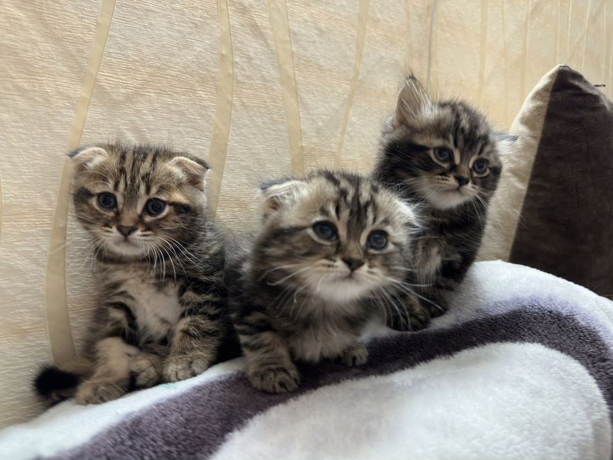 Котята маленькие шотландские тигрята