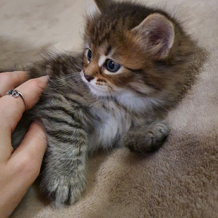 Котенок турецкой ангоры мальчик