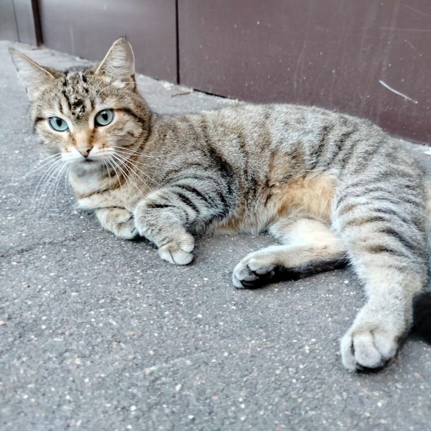 Кошечка в добрые руки