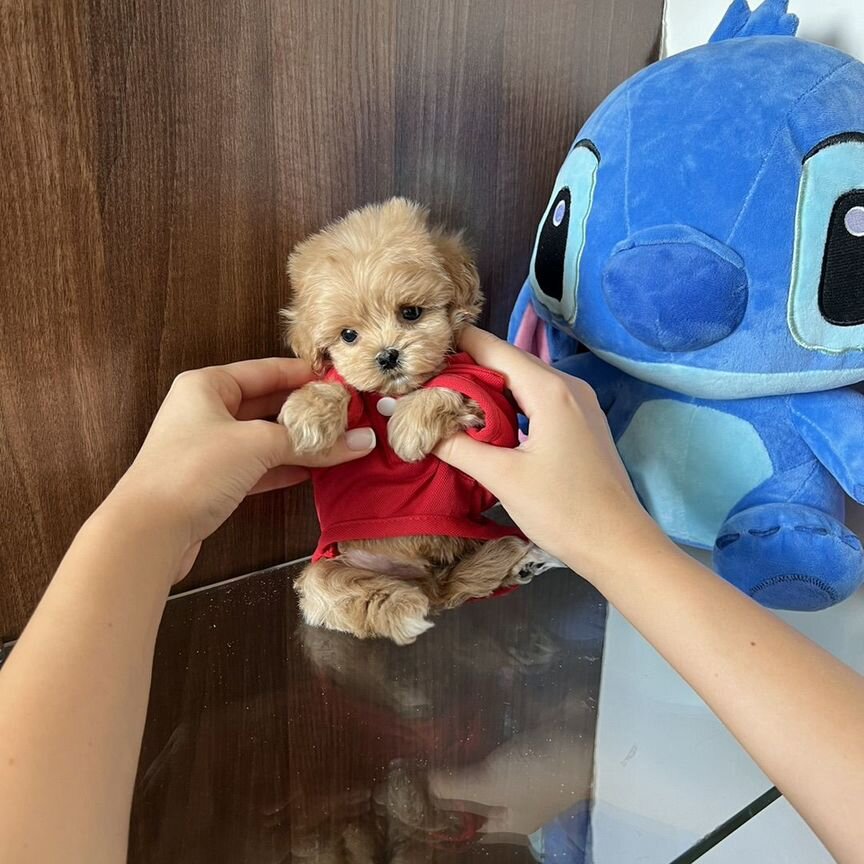 Щенки мальтипу f1 мини и микро, мальчик