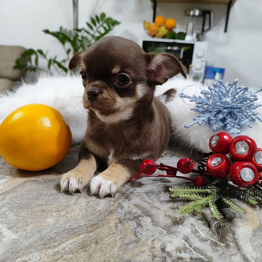 Чишка Новогодний подарочек