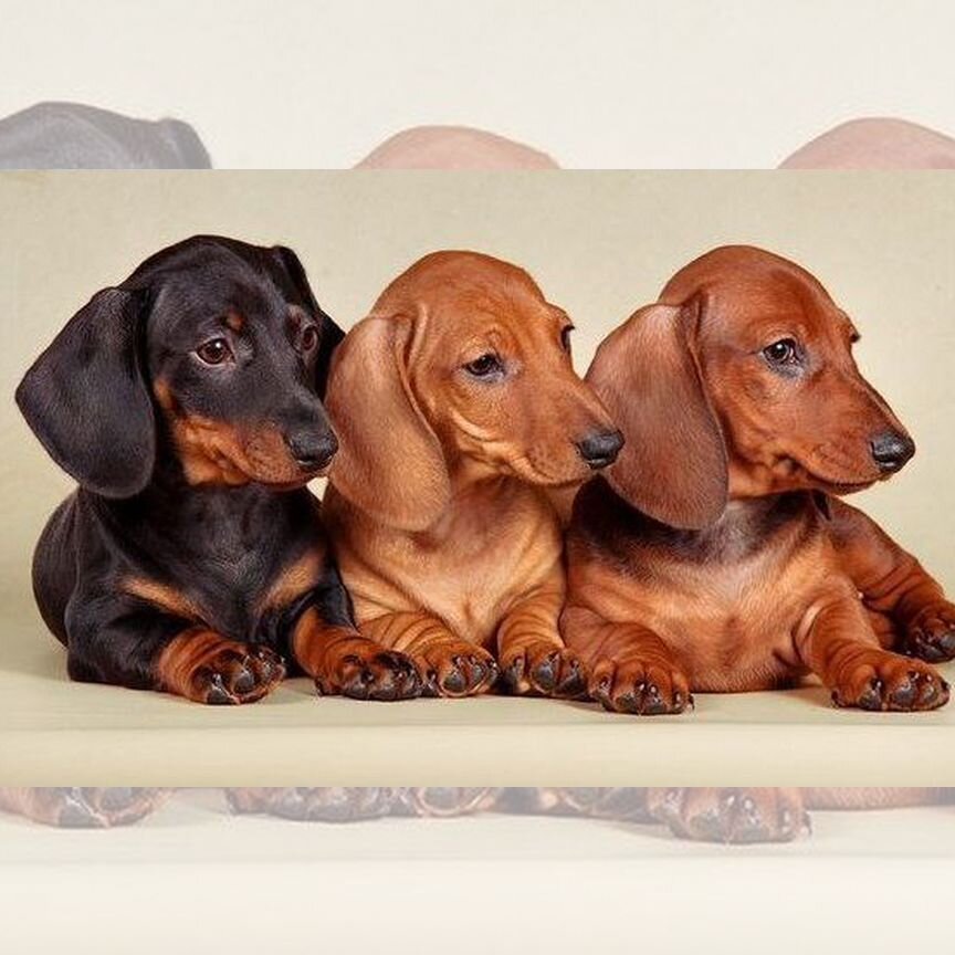 Такса, щенок