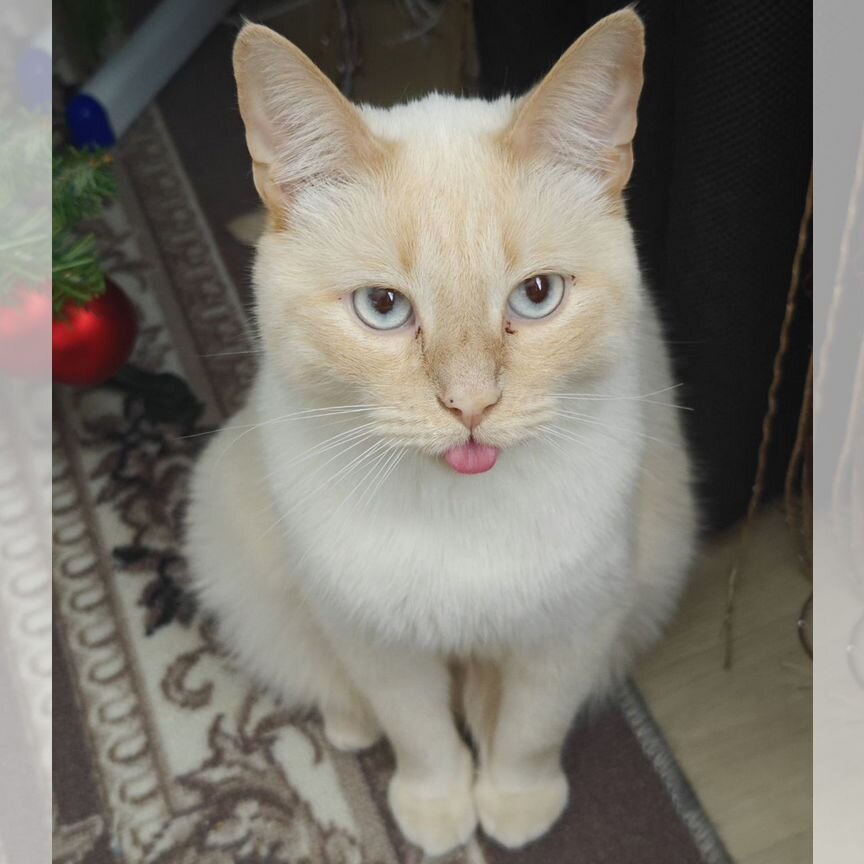 Сиамский, взрослый кот