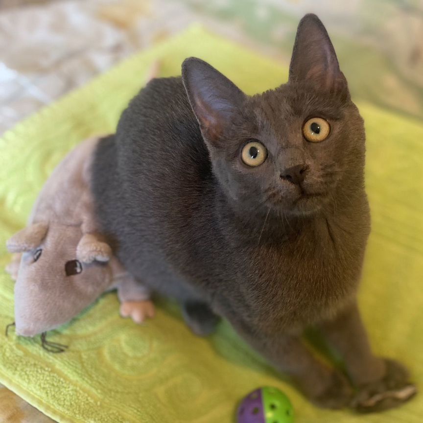 Очаровательная Дымка