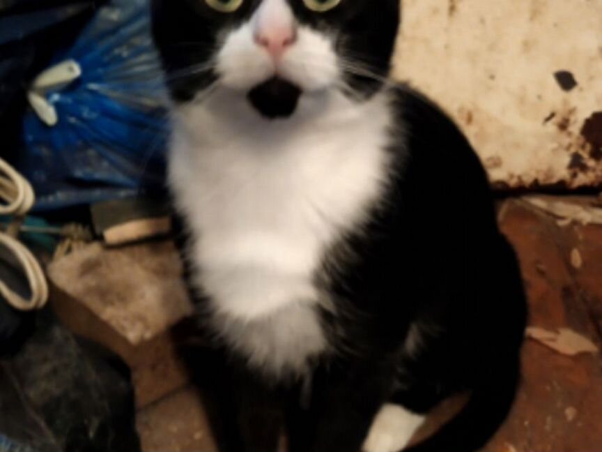 Котик Феликс