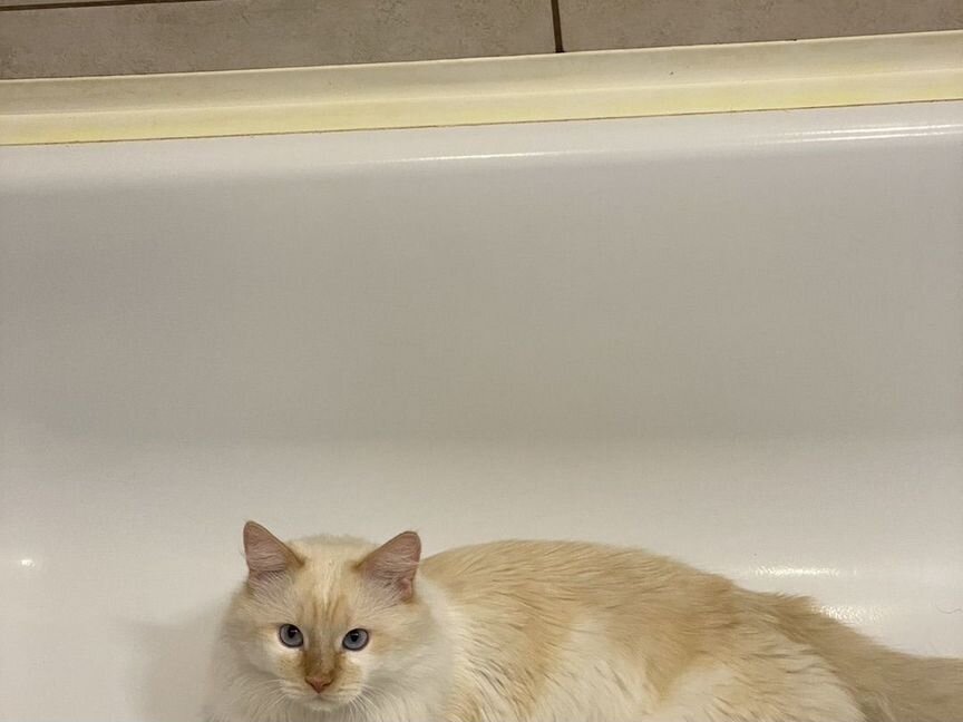 Лучший кот ищет новую семью