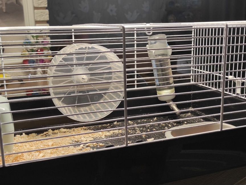 Клетка для хомяка и хомяк