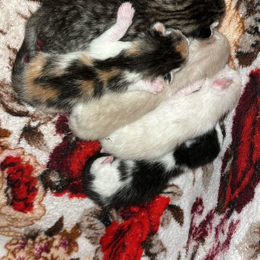 Коты в добрые руки