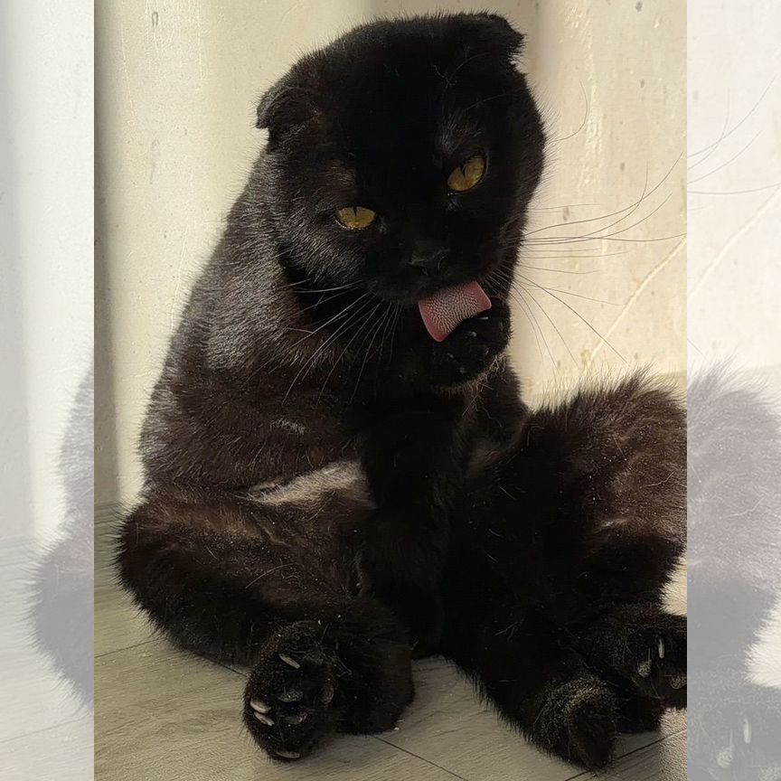 Шотландская вислоухая короткошёрстная, взрослая кошка