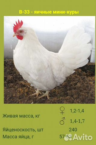 Цыплята мини леггорн В-33