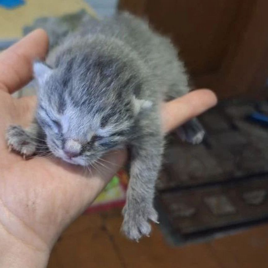 Котёнок в добрые руки