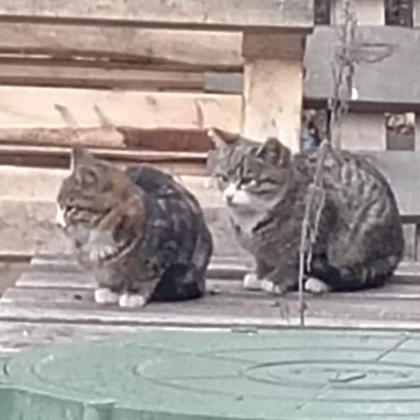 Котята замерзают в заброшенном доме