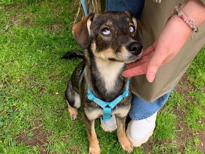 Щенок с космическими глазами в добрые руки